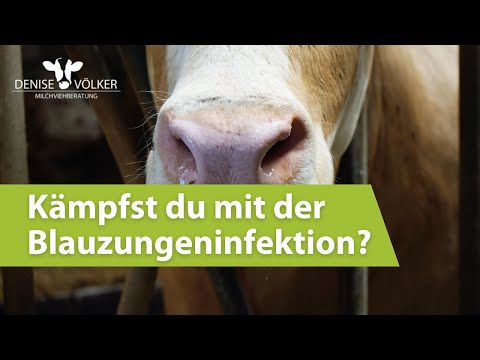 Kämpfst du mit der Blauzungeninfektion?