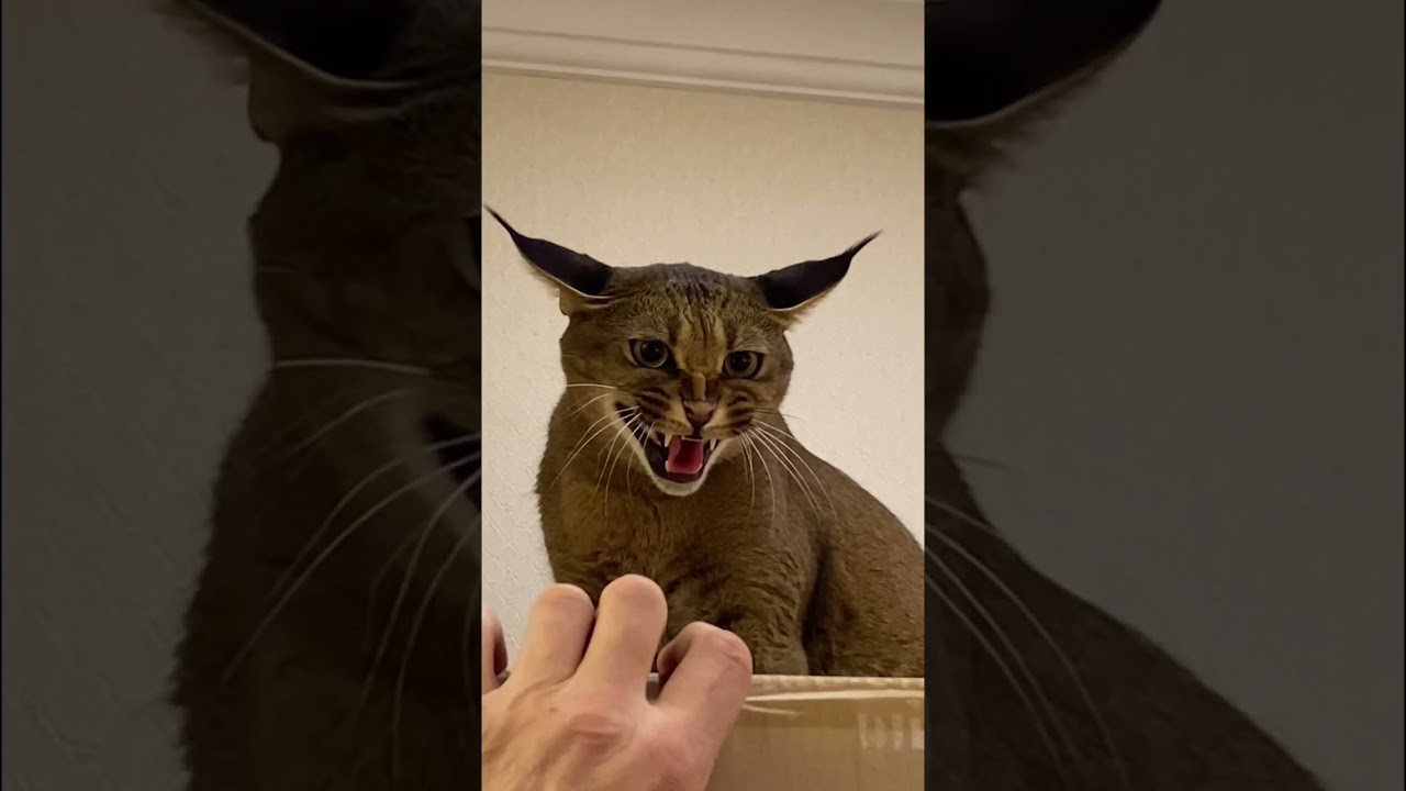 Little floppa is mad. Goodbye, fingers, I loved you all. #shorts - YouTube