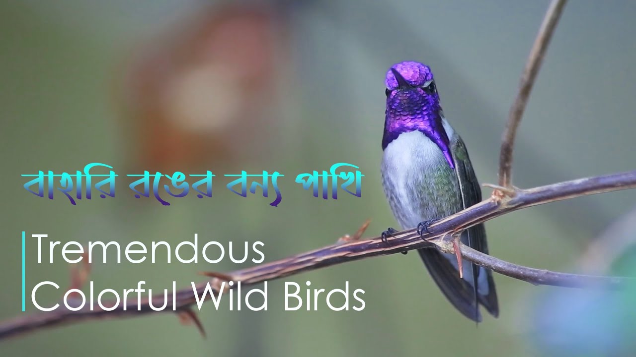 Colorful Wild birds names and habitat - YouTube