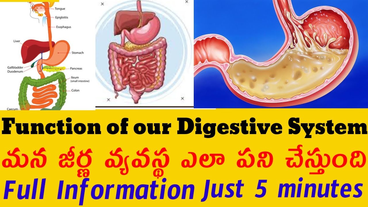 Human Digestive System || How does It work ||how to Maintian it Healthy ...