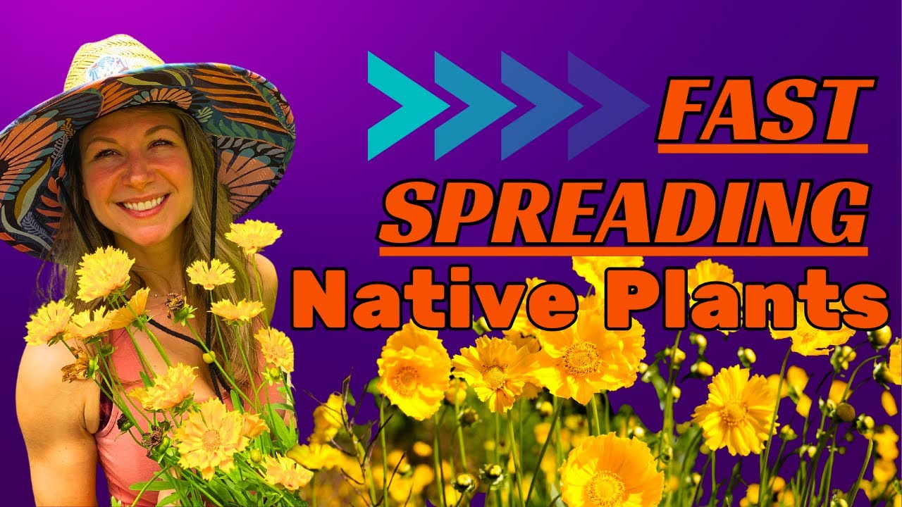 Fast-Spreading Native Plants That Will Quickly Fill Out Your Landscape ...