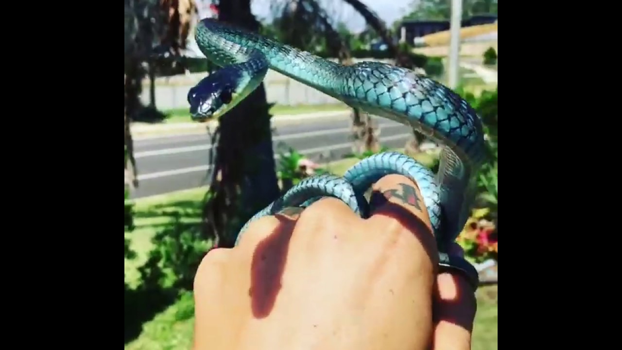 Blue Phase Common Tree Snake(Dendrelaphis punctulata), non venomous ...