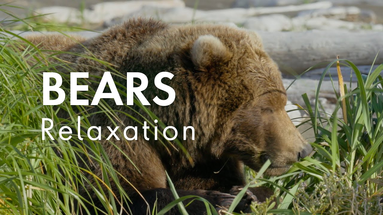 Bears Relaxation | Relaxing Music, Anxiety Relief, Stress Relief ...