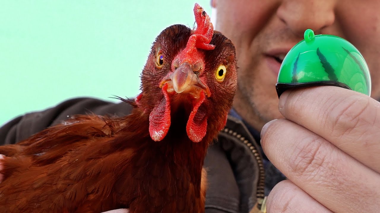 A Helmet for My Bullied Chicken - YouTube