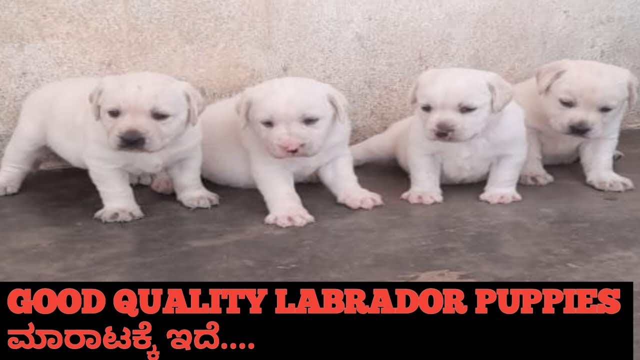 GOOD QUALITY LABRADOR PUPPIES ಮಾರಾಟಕ್ಕೆ ಇವೆ || Labrador puppies for ...