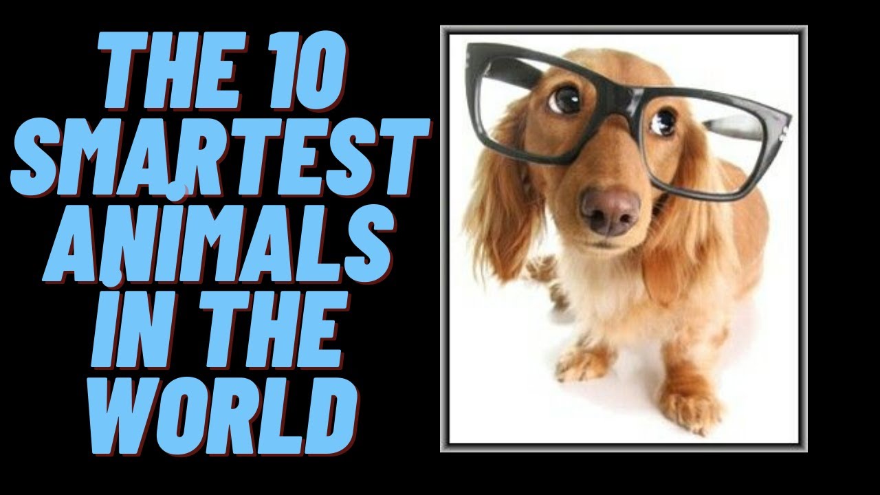 The 10 smartest animals in the world #animals - YouTube