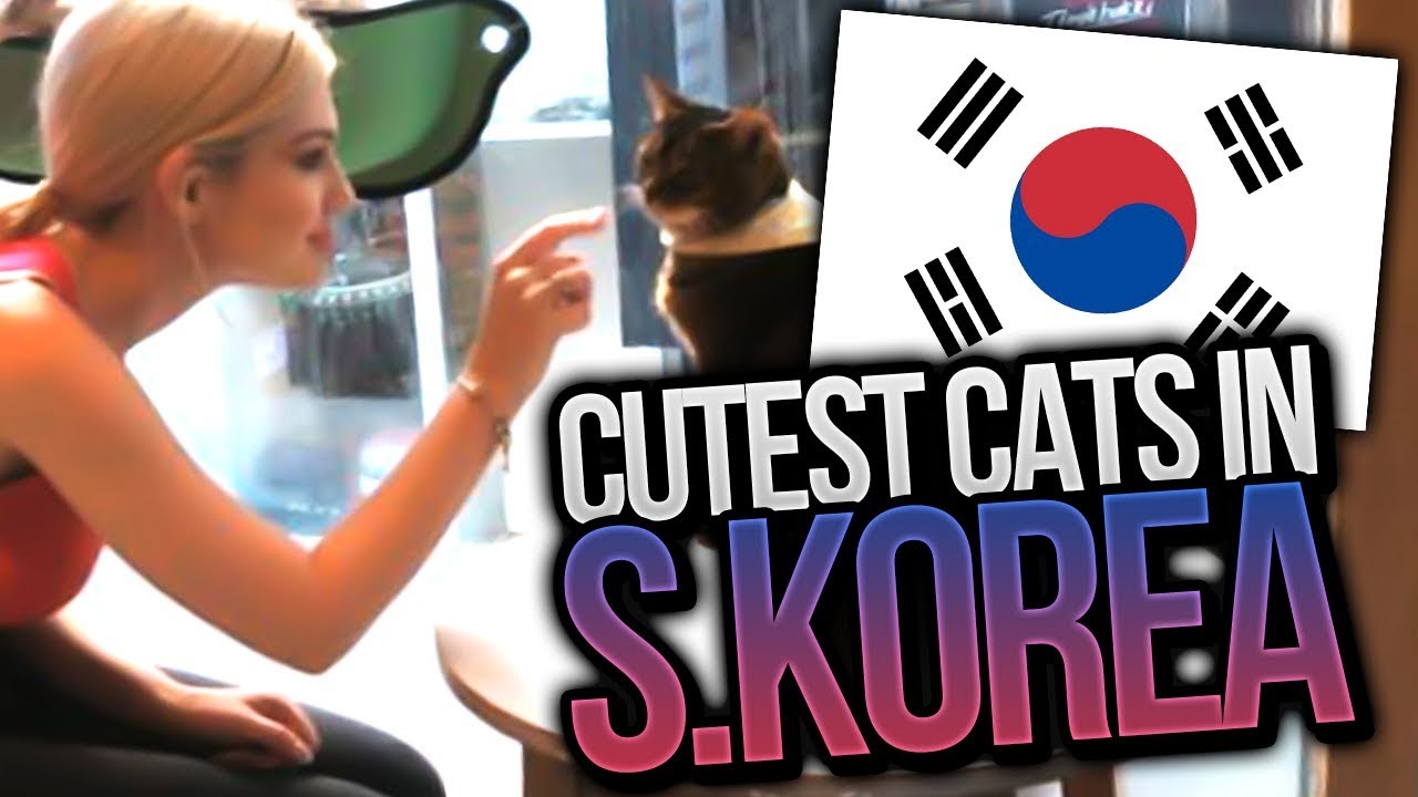 THE CUTEST CATS IN ALL OF S.KOREA!! - YouTube