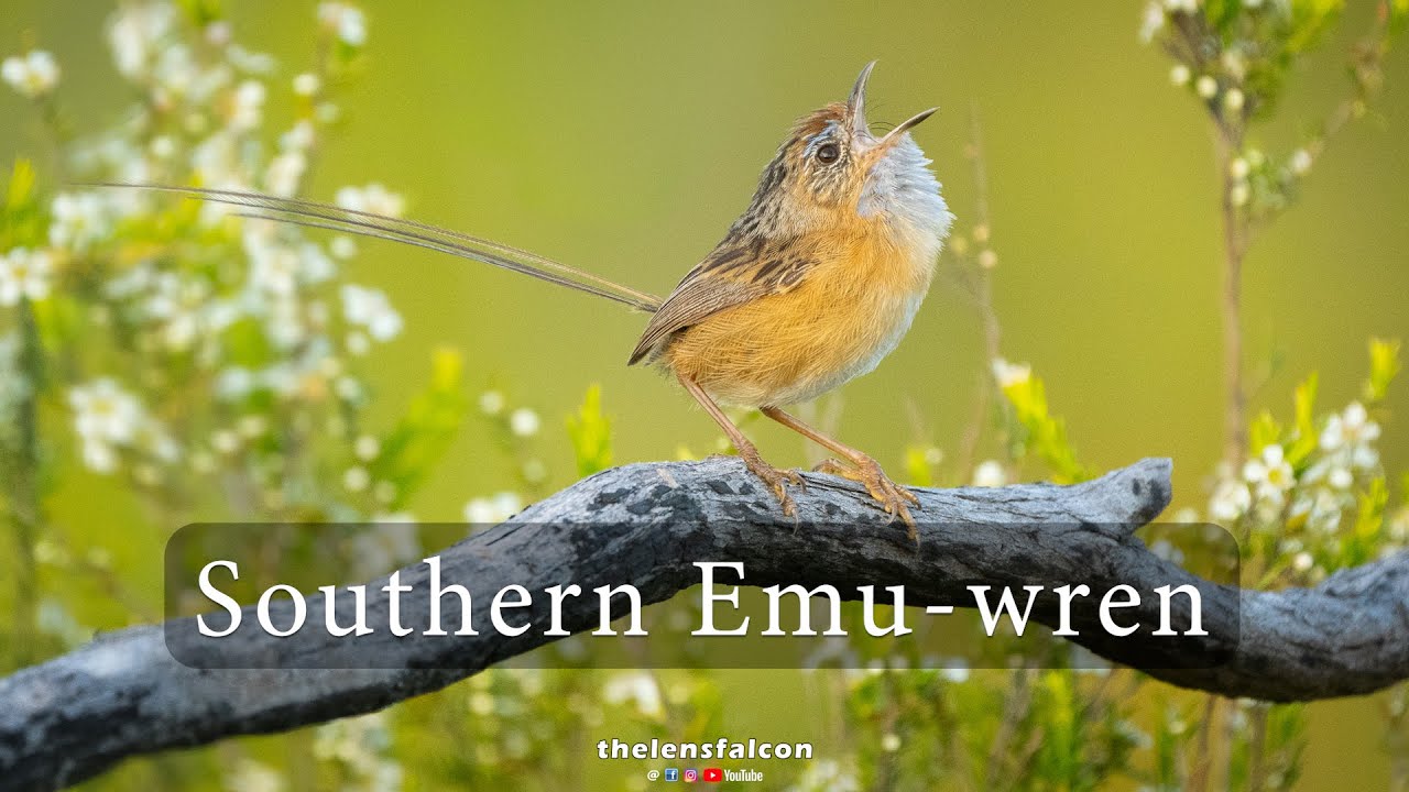 Southern Emu wren - YouTube