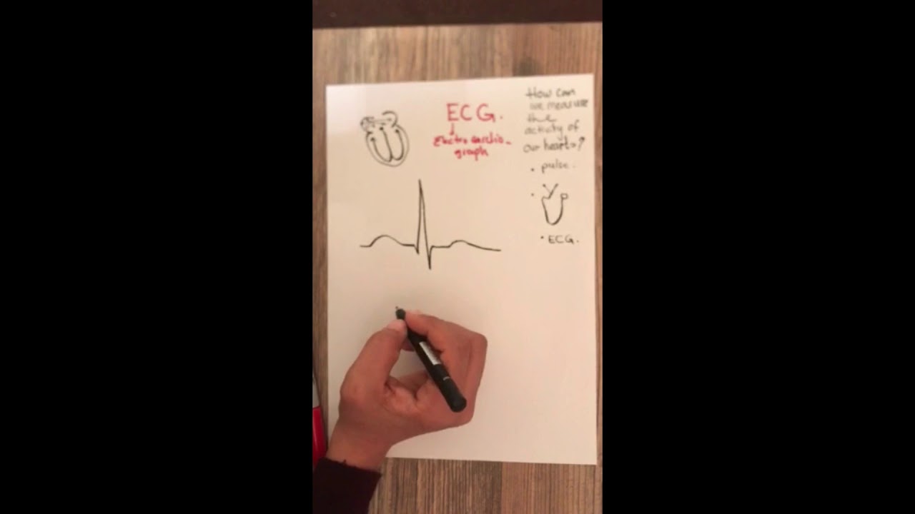 IGCSE Biology,Transport in animals, Pulse,Heart Rate , ECG. - YouTube