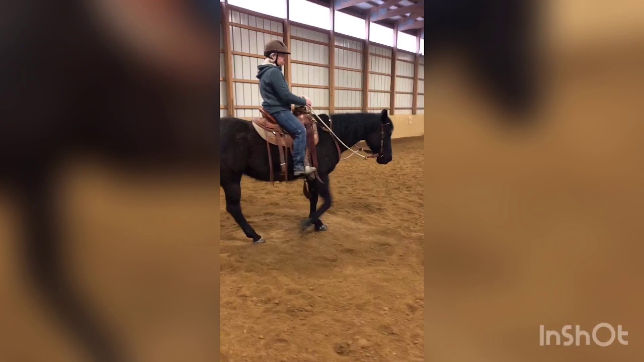 Horse Riding Basics - YouTube