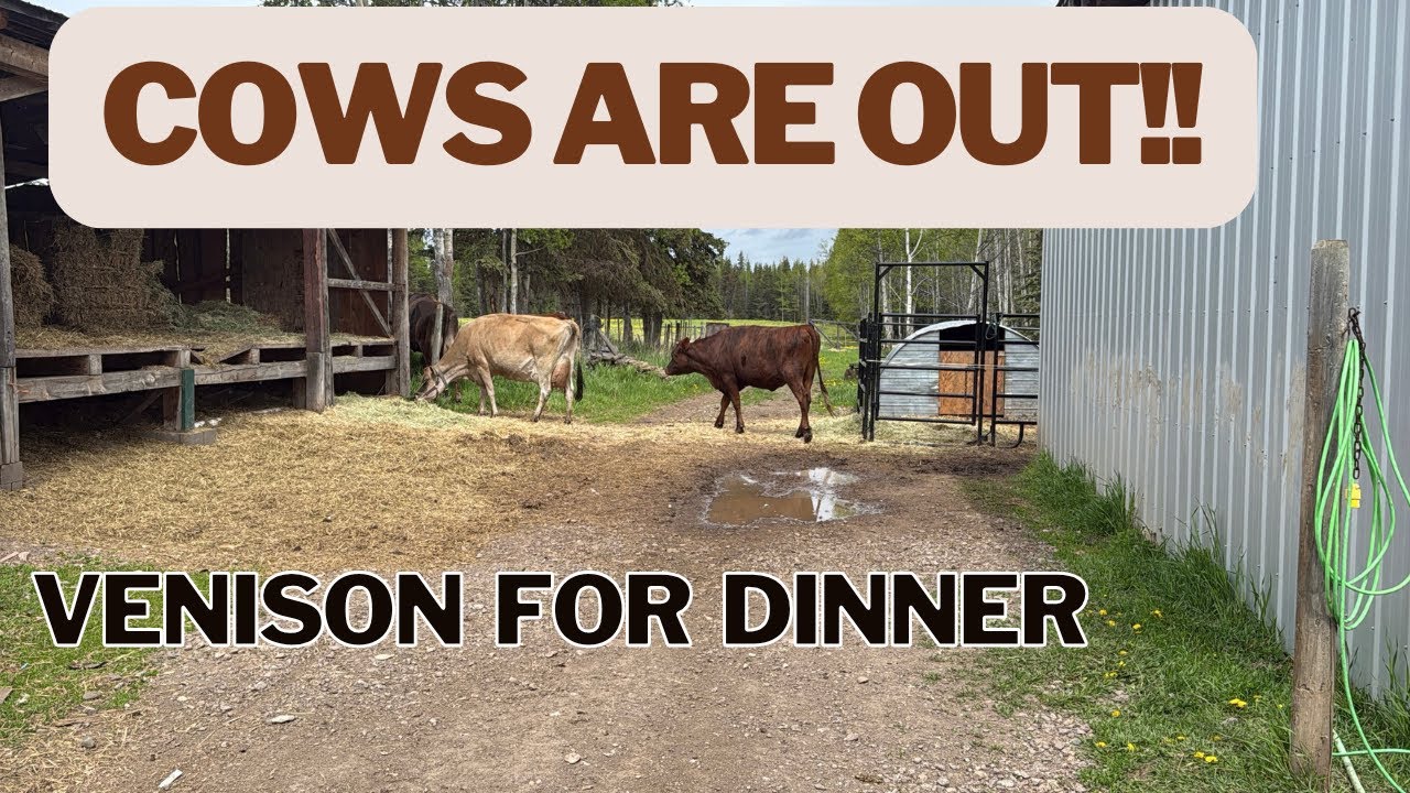 Cows are Out! - YouTube