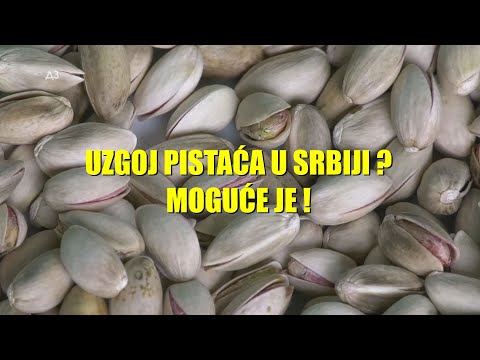 ŠOK - uzgoj PISTAĆA u SRBIJI je moguć  - rasadničar OSAM GODINA tražio koje sorte i kako ...