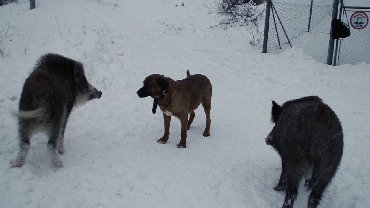 Dog Tosa Inu and Wild Boars - YouTube