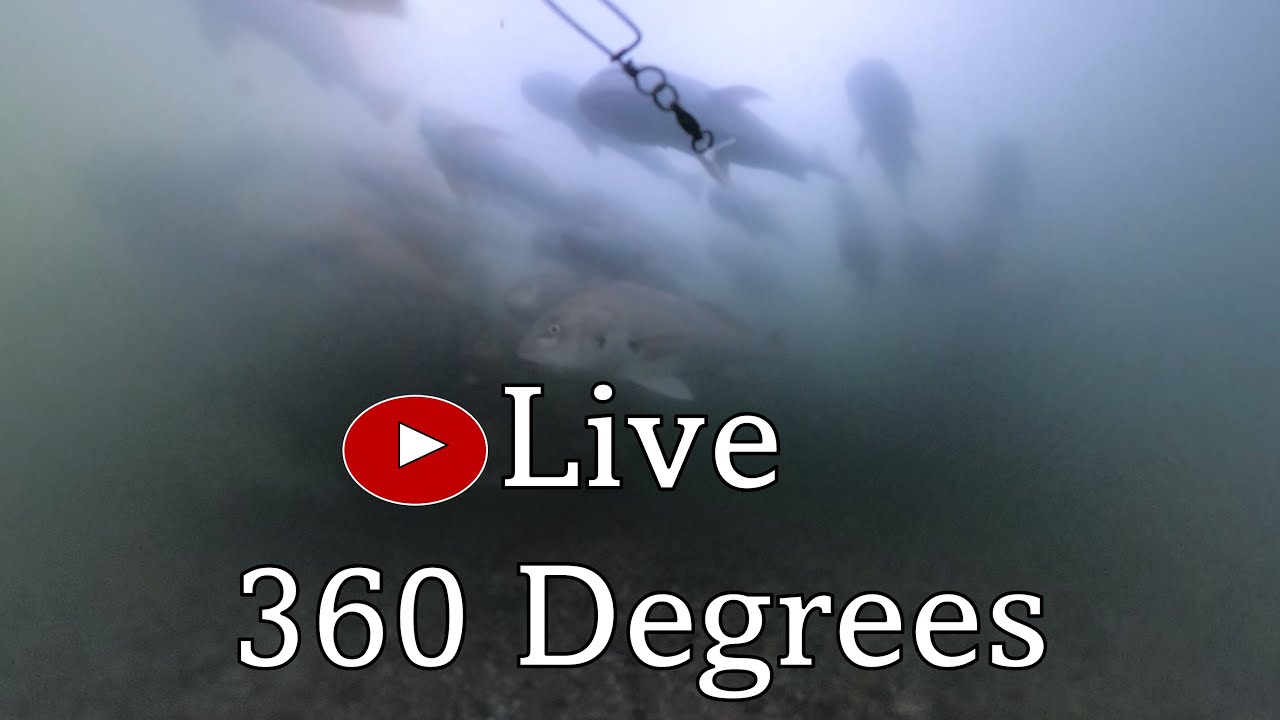 Awesome! Massive School of Massive Fish 360 Degrees GoPro Max ...