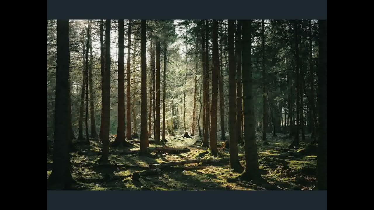 1 Giờ Tiếng Sấm Và Tiếng Chim Thiền Định Và Âm Thanh Chữa Lành Cho Tâm ...