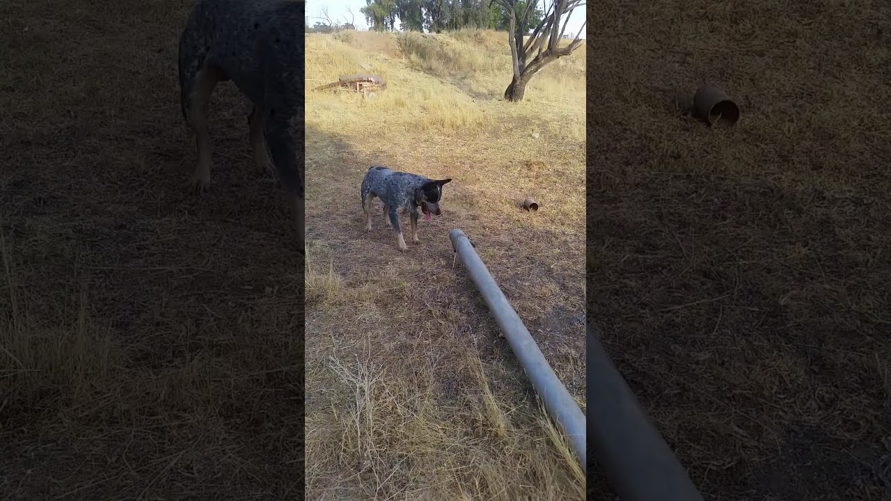 The Dingo's Den in Central California - YouTube