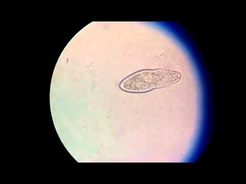 Microbes moving under microscope - YouTube