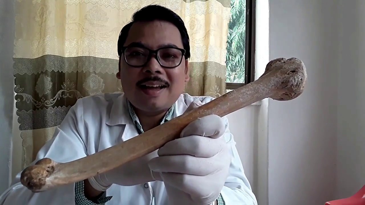 Humerus anatomy- parts upper end - YouTube