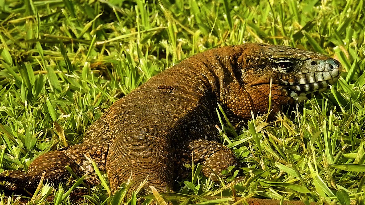 TEIÚ-GIGANTE, LAGARTO-TEIÚ, (SALVATOR-MERIANAE), BLACK AND WHITE TEGU ...