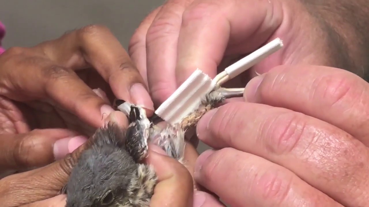 MOCKING BIRD WITH BROKEN LEG SEEKING SOME HELP FROM GOOD SAMARITANS ...