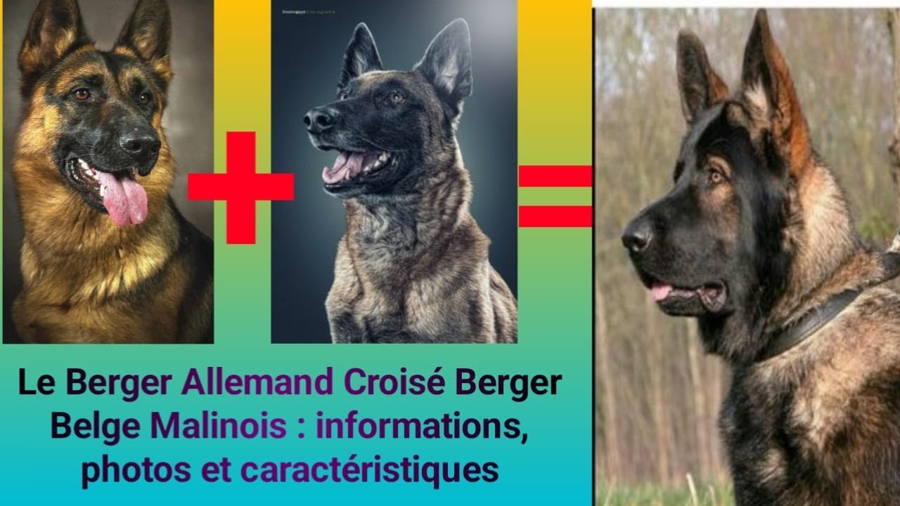 Le berger allemand croisé berger belge malinois : informations, photos et caractéristiques ...