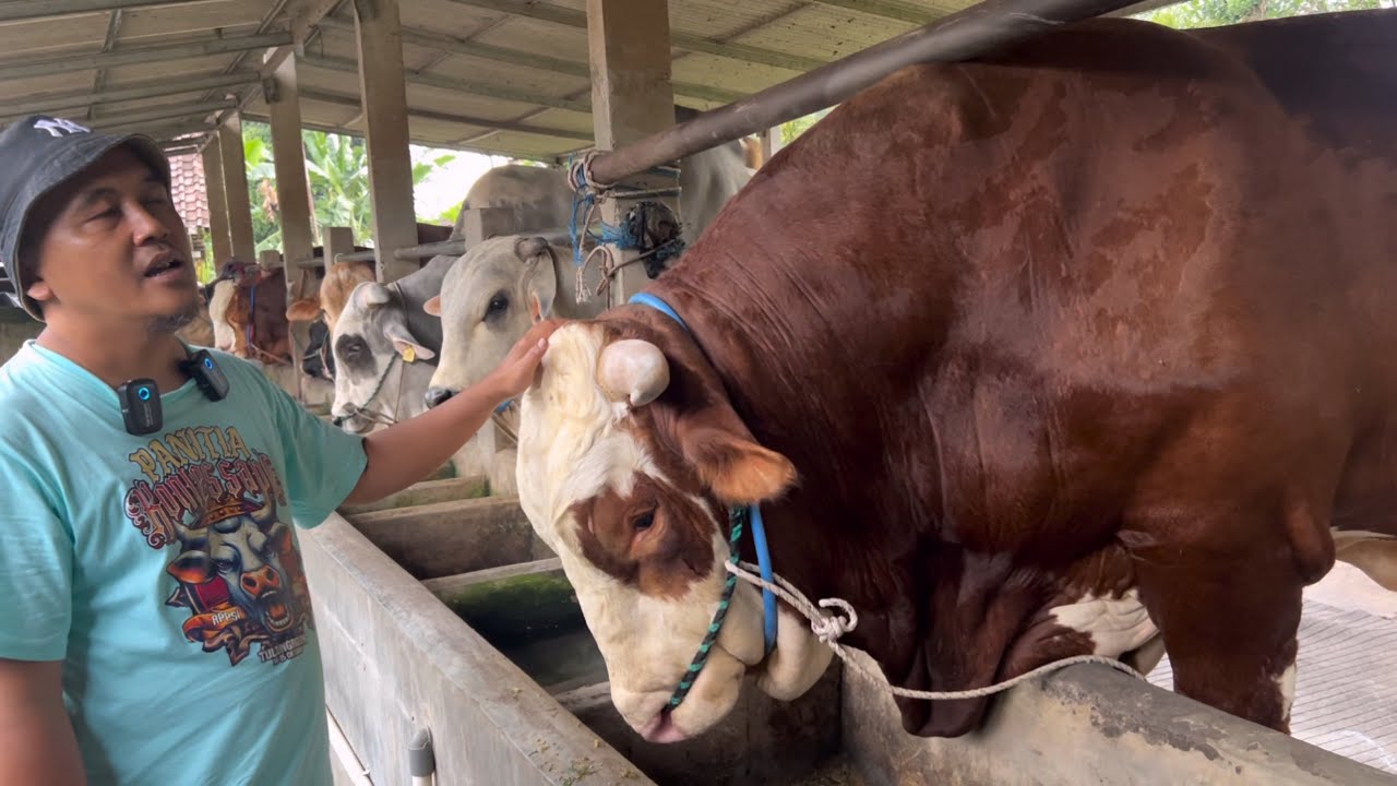 GARA-GARA TEAM 76 HARIMAU SEKARANG SAPI KONTES NILAI NYA RATUSAN JUTA ‼ ...