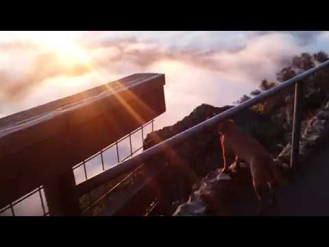 Walking with Jackweenie(Jackshund) puppy in Heaven - YouTube