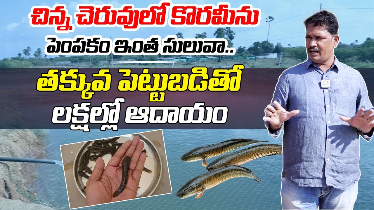 తక్కువ పెట్టుబడితో లక్షల్లో ఆదాయం : Koramenu Fish Farming With High ...