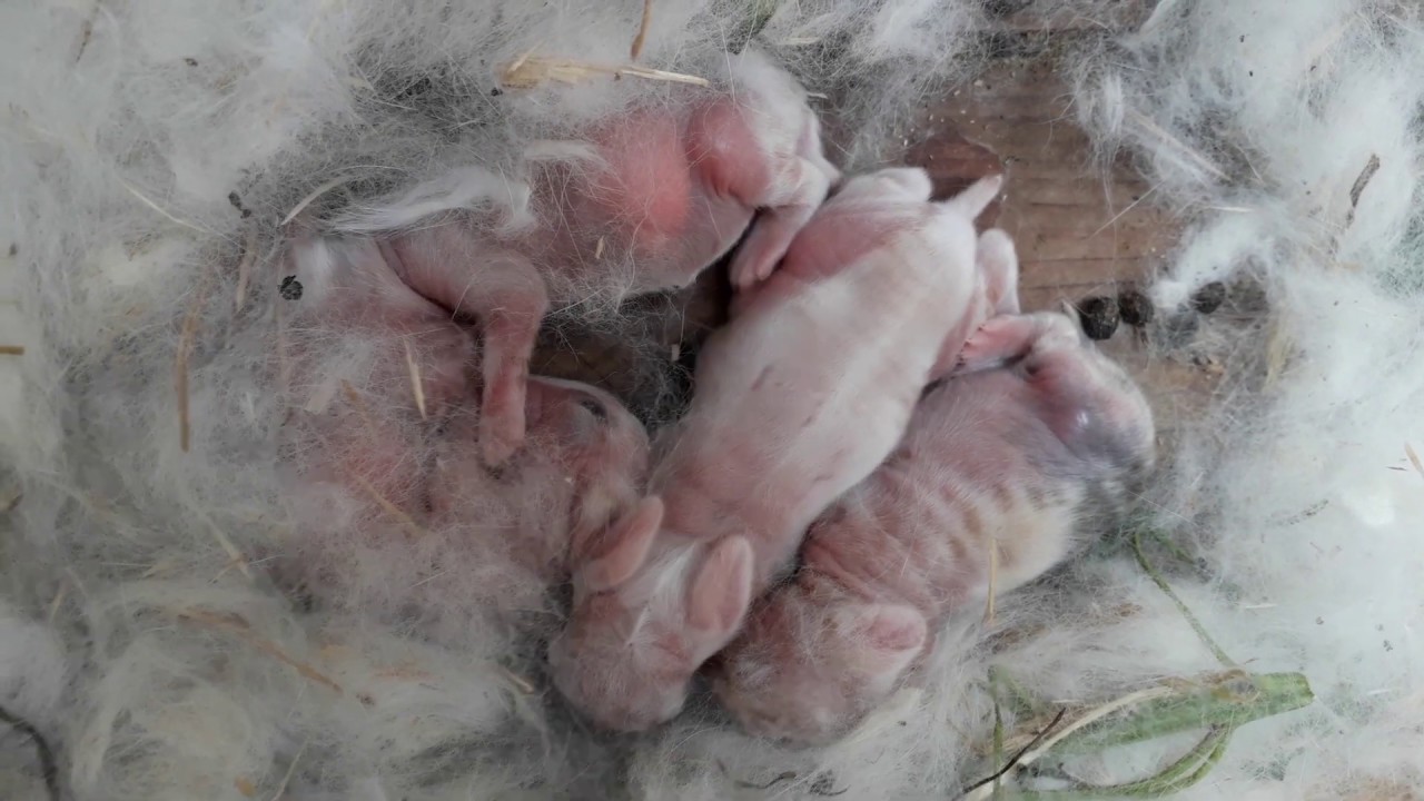Newborn baby rabbits 5 days old - YouTube