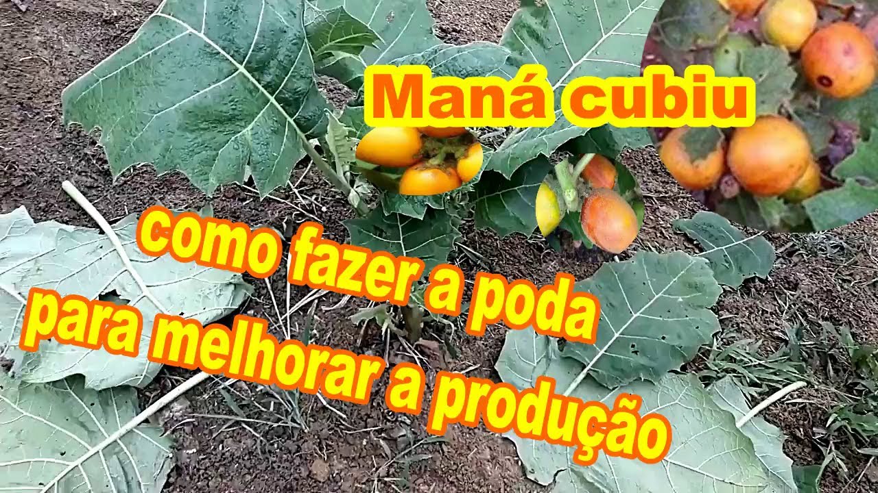 Podando os pés de maná cubiu - YouTube