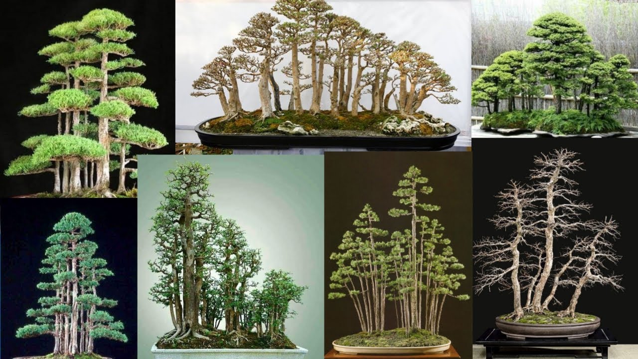 Grouping Bonsai - YouTube