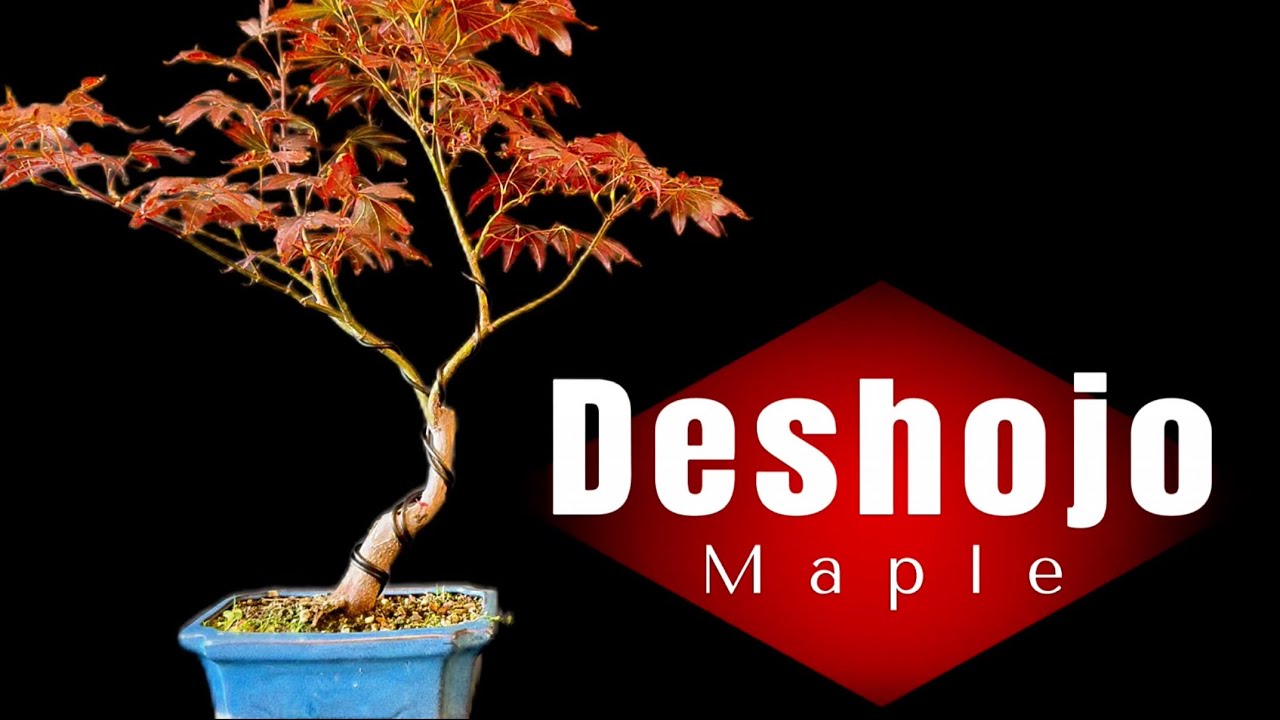 Trunk chop Japanese maple bonsai and wiring - YouTube