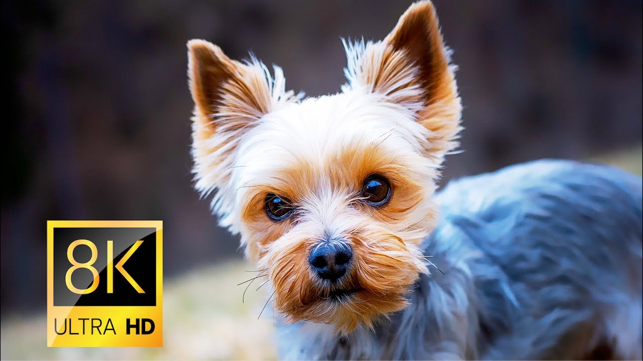 Cutest Puppies Dogs in 8K UHD Video - YouTube