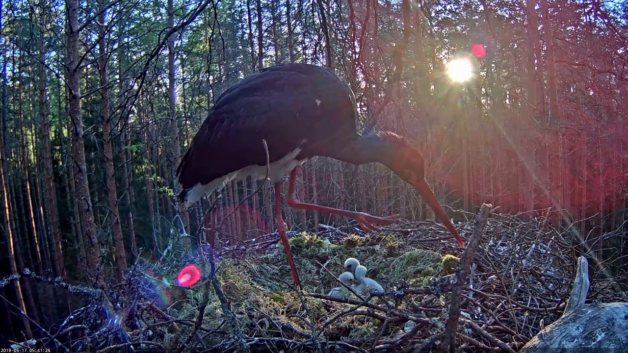 must-toonekurg 2019-05-17 - YouTube