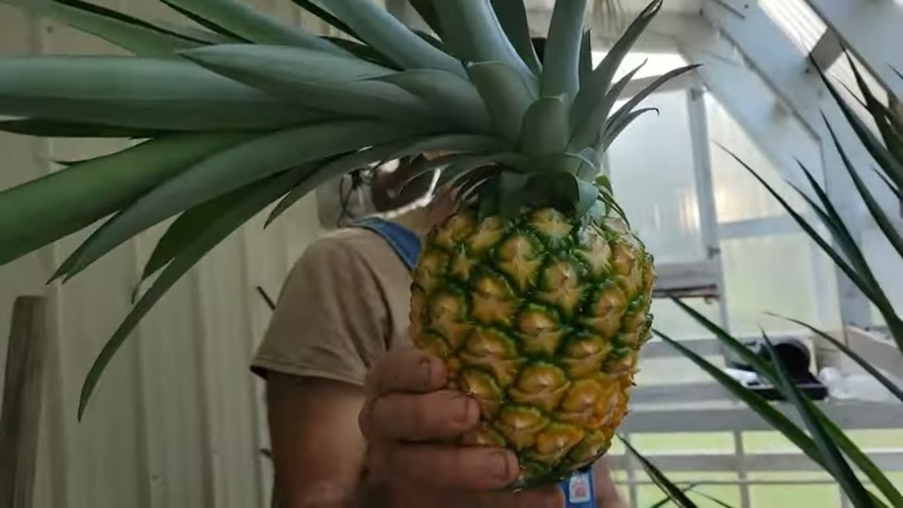 The First Pineapple and Our Lucky Survival Garden Seed Winners! - YouTube
