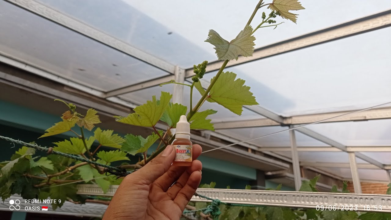 UPDATE PRUNING ANGGUR GOSVI 2023||part2-CARA PERAWATAN BUNGA ANGGUR ...