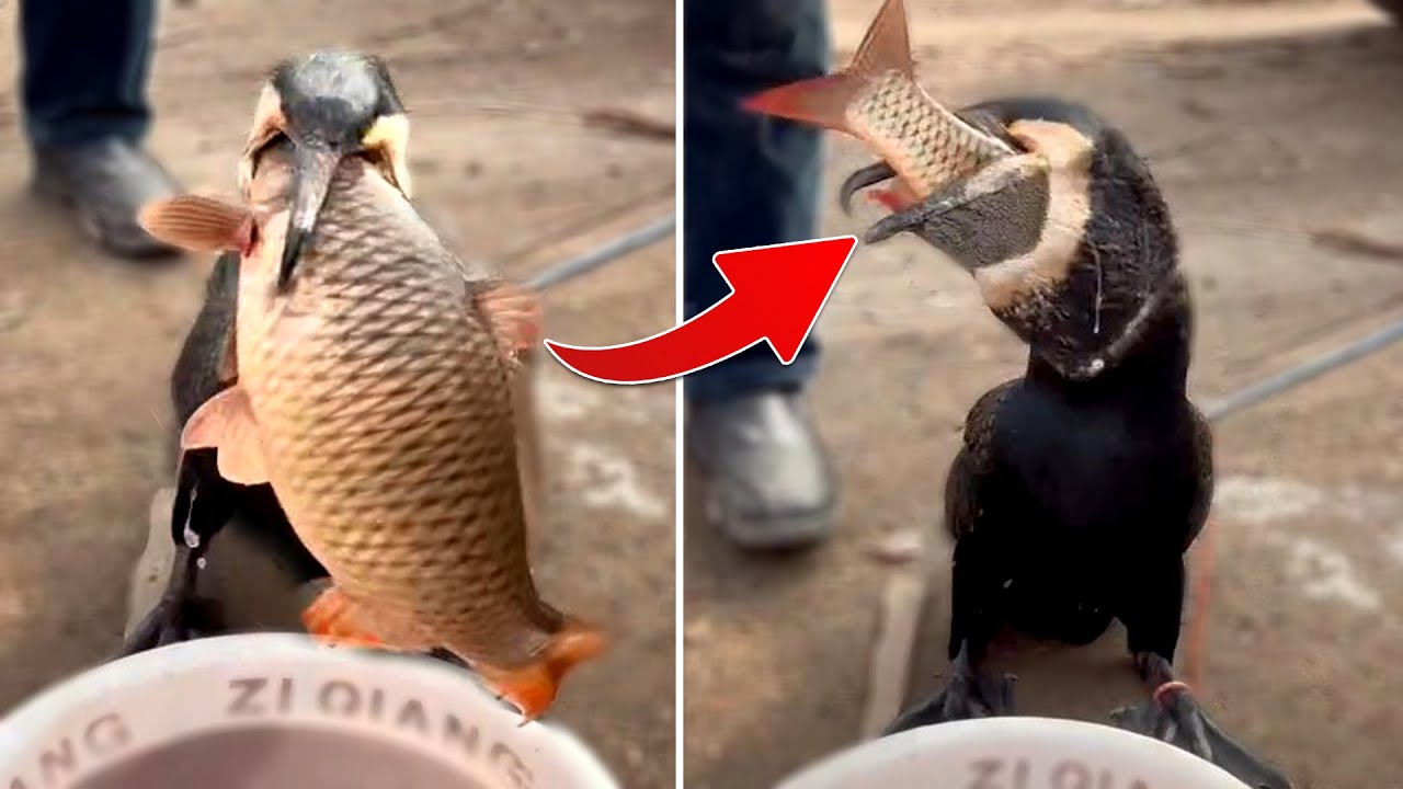 Great Cormorant eats the whole Fish Instantly - YouTube