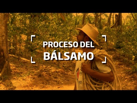 Balsameras: Un Viaje Al Entorno De Los árboles De Bálsamo | Guía De ...