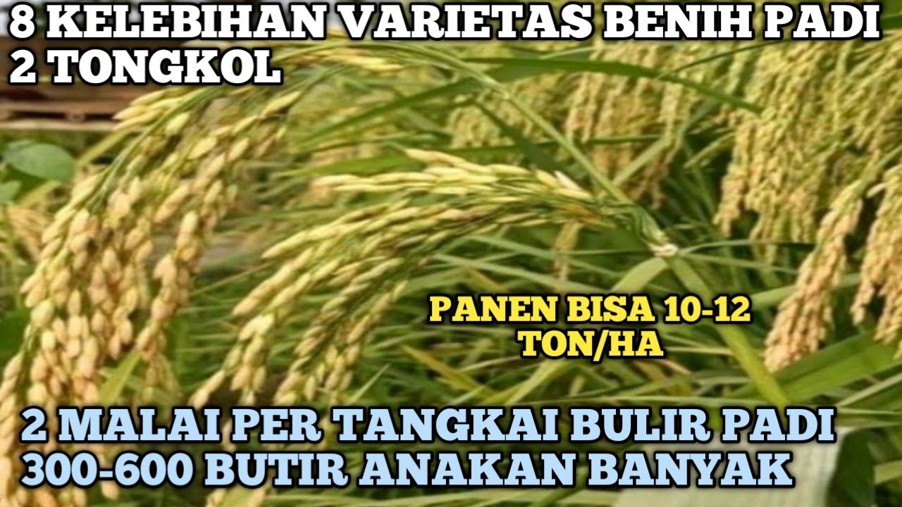 8 KELEBIHAN VARIETAS BENIH PADI TONGKOL 2 YANG SANGAT LEBAT BULIRNYA 1 ...
