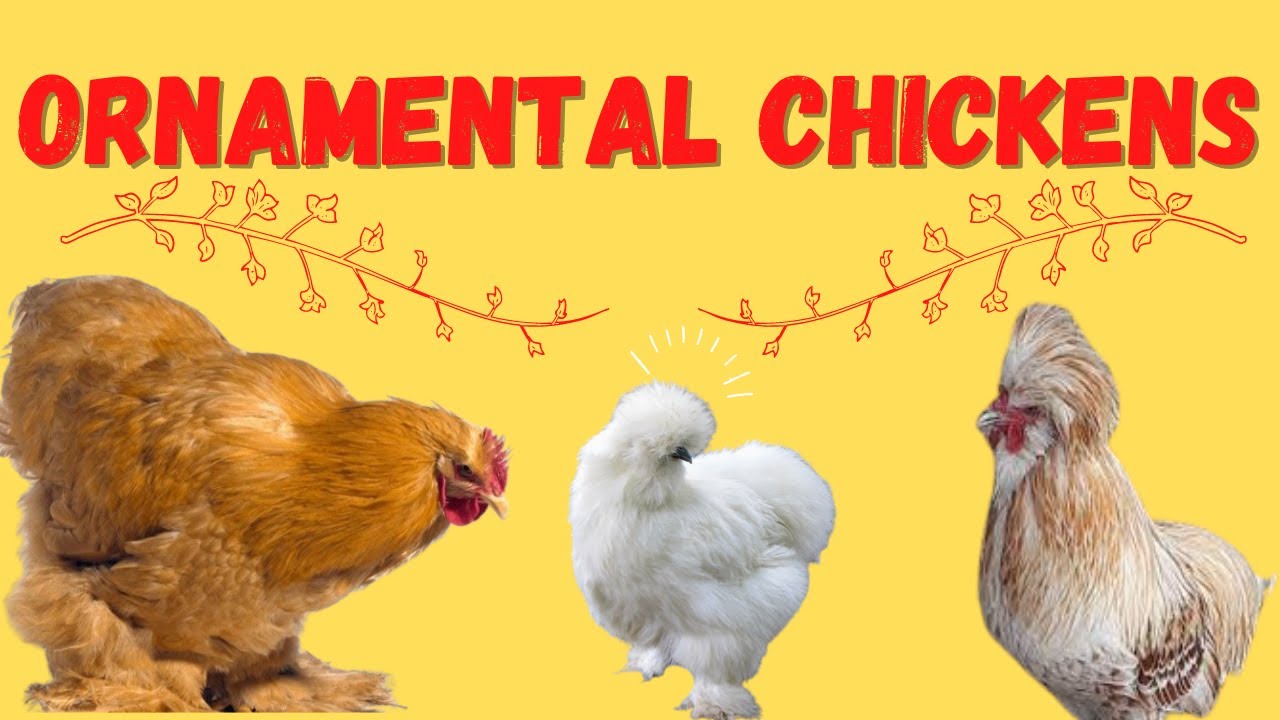 ornamental Chickens| Poultry Fancy| Top beautiful and rare chickens in ...