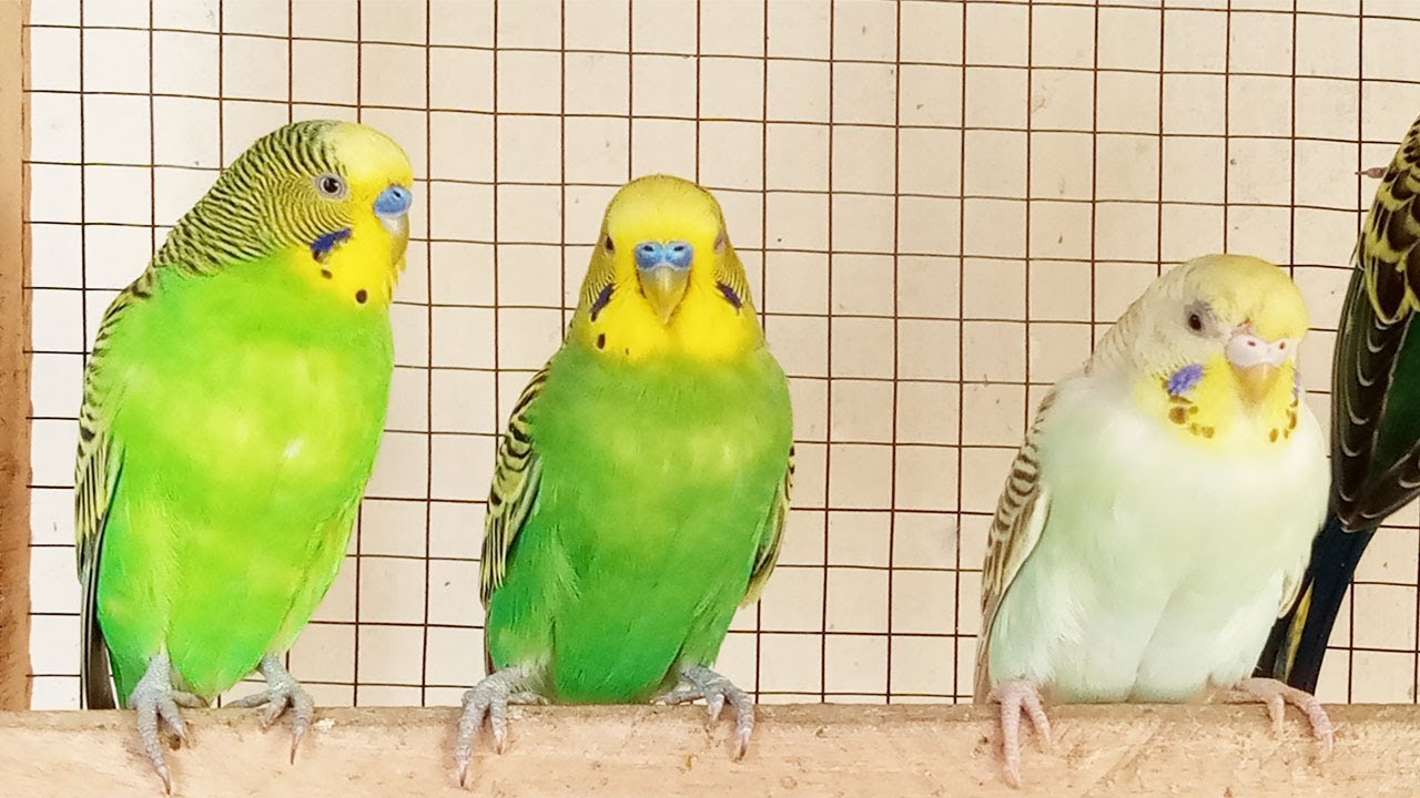 11 Hours of Budgies Singing Playing and Talking Play For Your Budgie ...