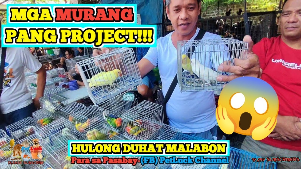 LOVEBIRDS UPDATE SA MALABON MGA PANG PROJECT MO MURA LABG DITO - YouTube