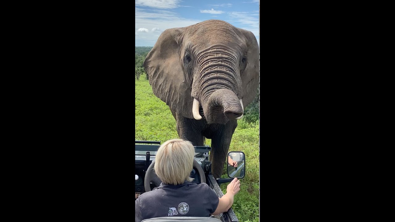 Tokwe the Matriarch of the Jabulani Elephant herd - YouTube