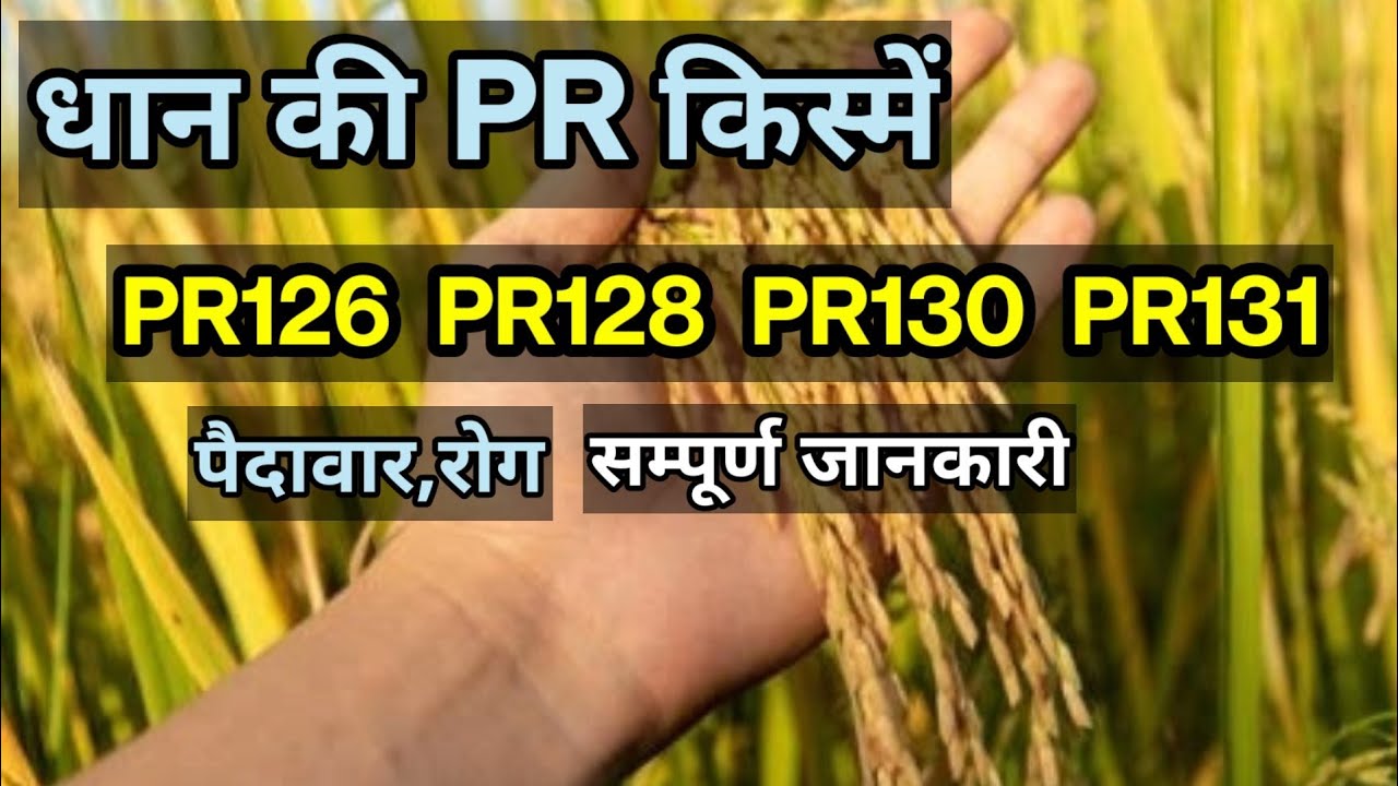 PR126, PR128, PR130, PR131 paddy varieties | धान की PR किस्में - YouTube