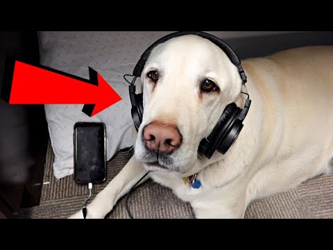 LABRADOR GETS AN EDUCATION! - YouTube