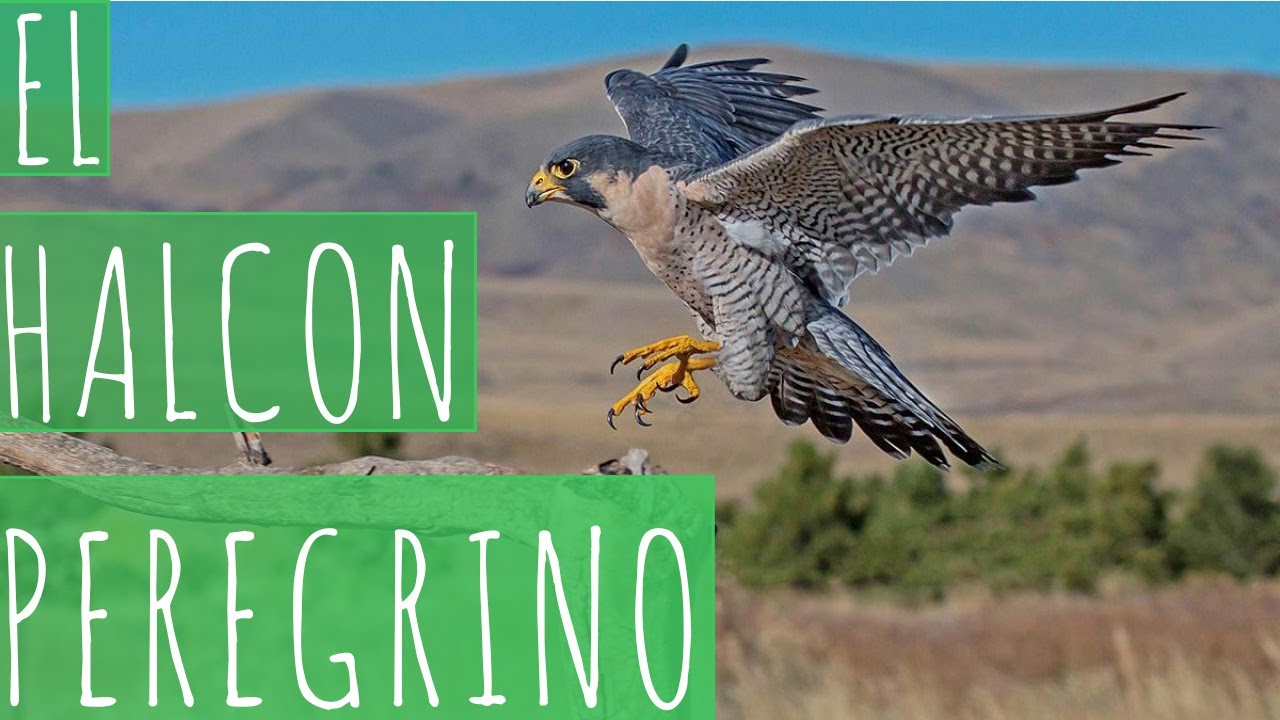 EL HALCON PEREGRINO - YouTube