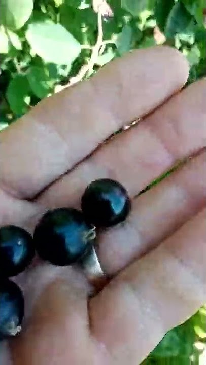 Сокровище Сорт черной смородины - YouTube