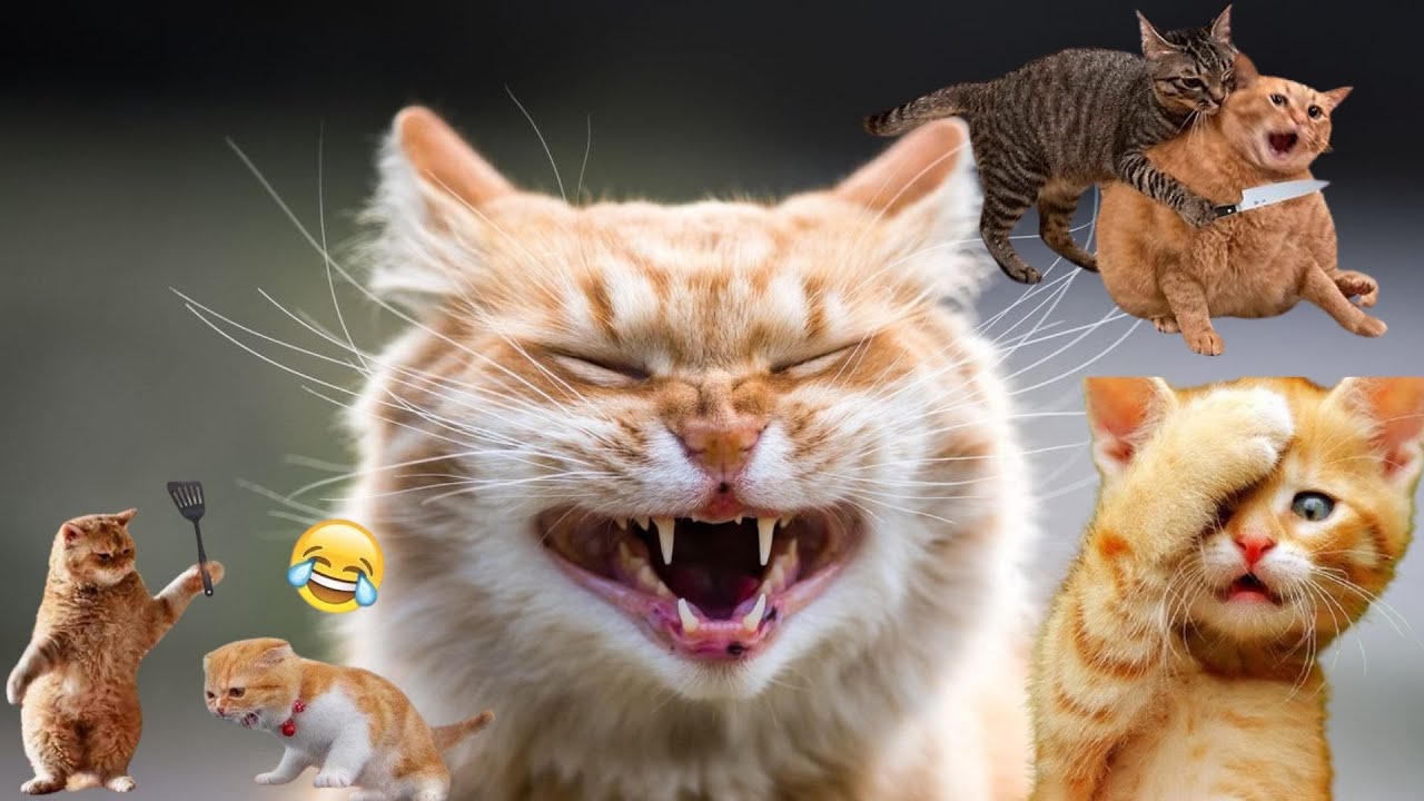 Cats Goes Crazy | Funny Video Of Cats - YouTube