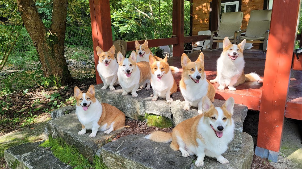 반려견 키우면서 야생견 만드시는분들 많아요.🦧It's hard to have eight dogs. Unprofessional ...