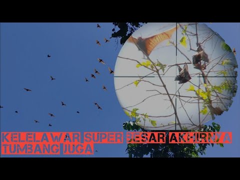 Kelelawar super besar takluk di tangan sniper Mamasa